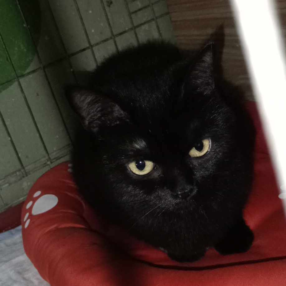 Velvet - gluecksnasen-ev